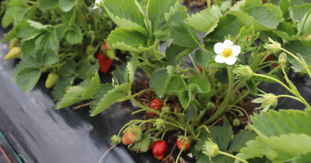 Le Cellier | Ferme cueillette "Vergers du bois Macé" - RDVLudique