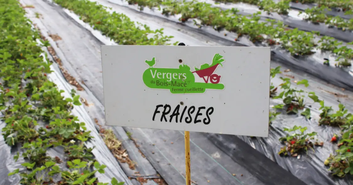 Le Cellier | Ferme cueillette "Vergers du bois Macé" - RDVLudique