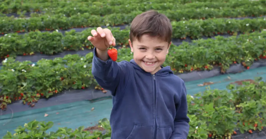 Le Cellier | Ferme cueillette "Vergers du bois Macé" - RDVLudique